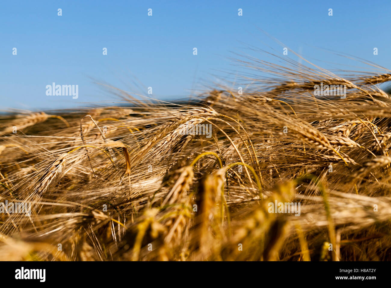 farm field cereals Stock Photo - Alamy