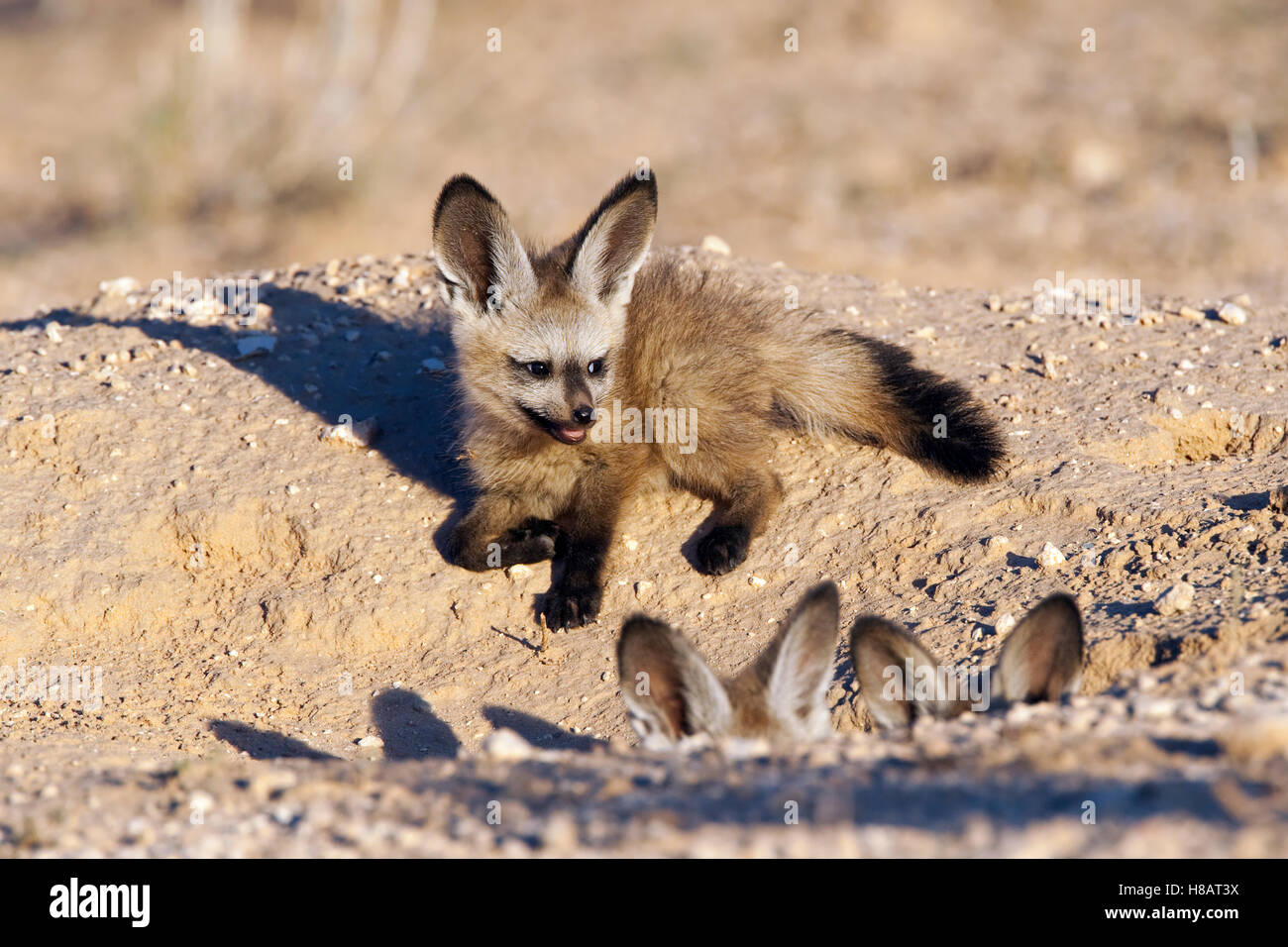 Bat-eared Fox (Otocyon megalotis) kits at burrow entrance, Kgalagadi ...
