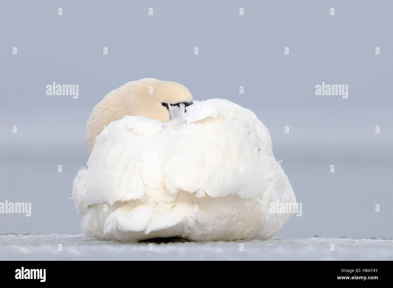 Mute Swan (Cygnus olor) sleeping on ice, Veluwemeer, Nunspeet ...