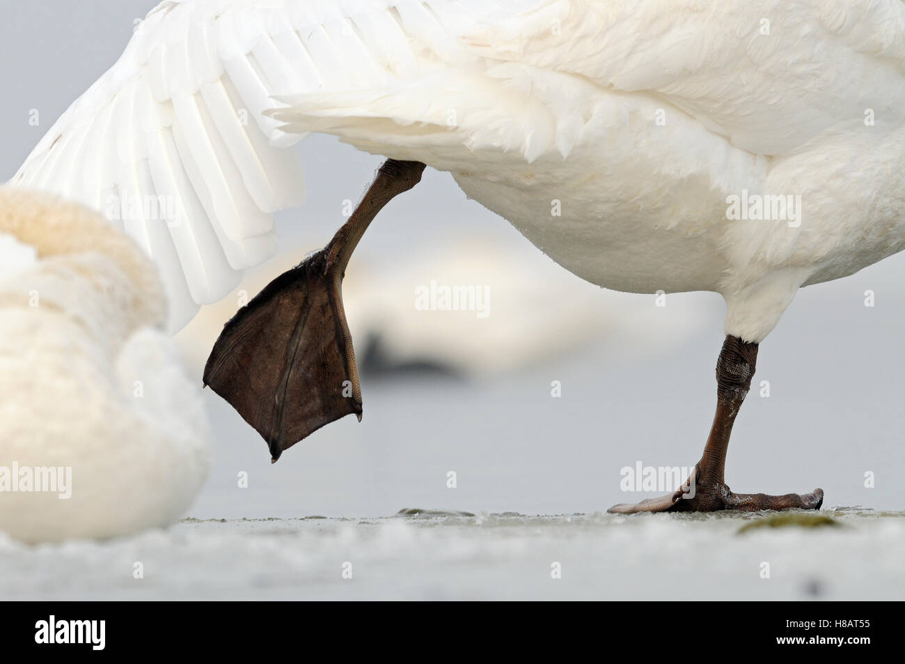 Mute Swan (Cygnus olor) feet on ice, Veluwemeer, Nunspeet, Gelderland ...