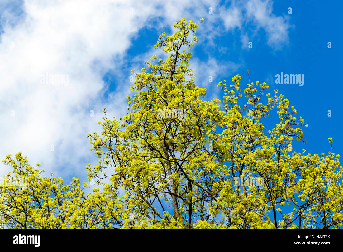 flowering maple, close up Stock Photo - Alamy