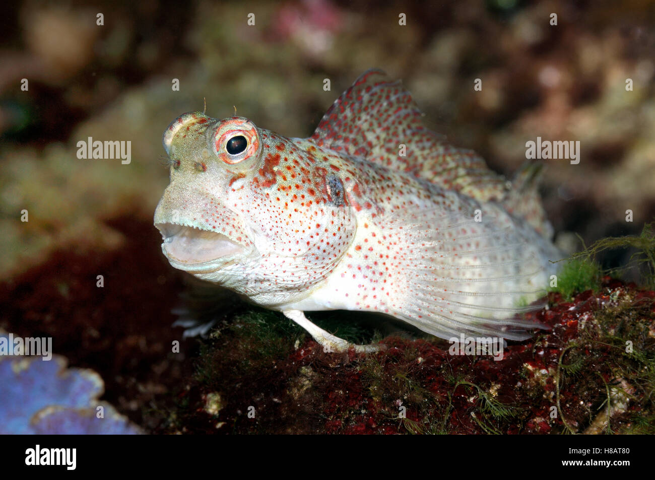 Combtooth Blenny (Istiblennius sp), Indonesia Stock Photo - Alamy