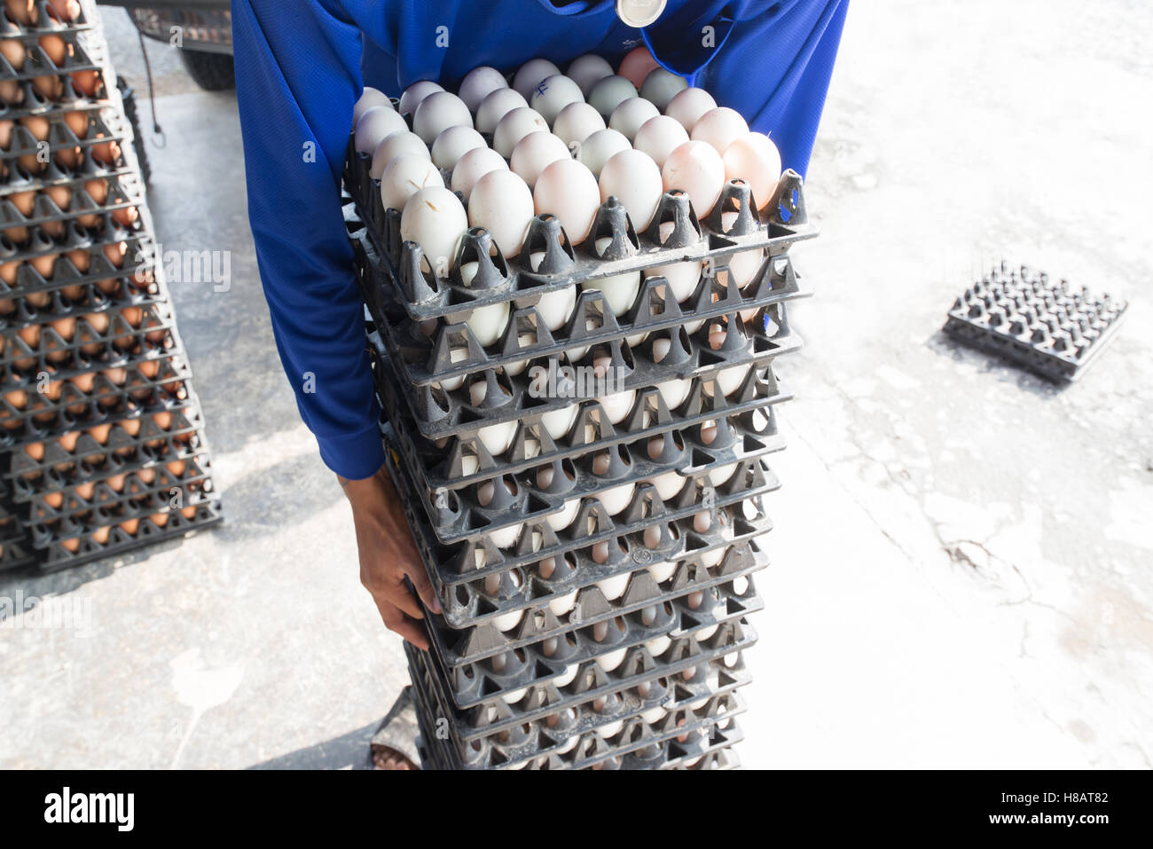 Worker life sort egg panel in wholesale market Stock Photo - Alamy