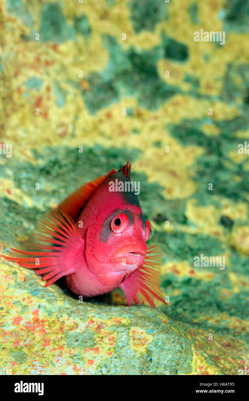 Arc-eye Hawkfish (Paracirrhites arcatus), Indonesia Stock Photo - Alamy