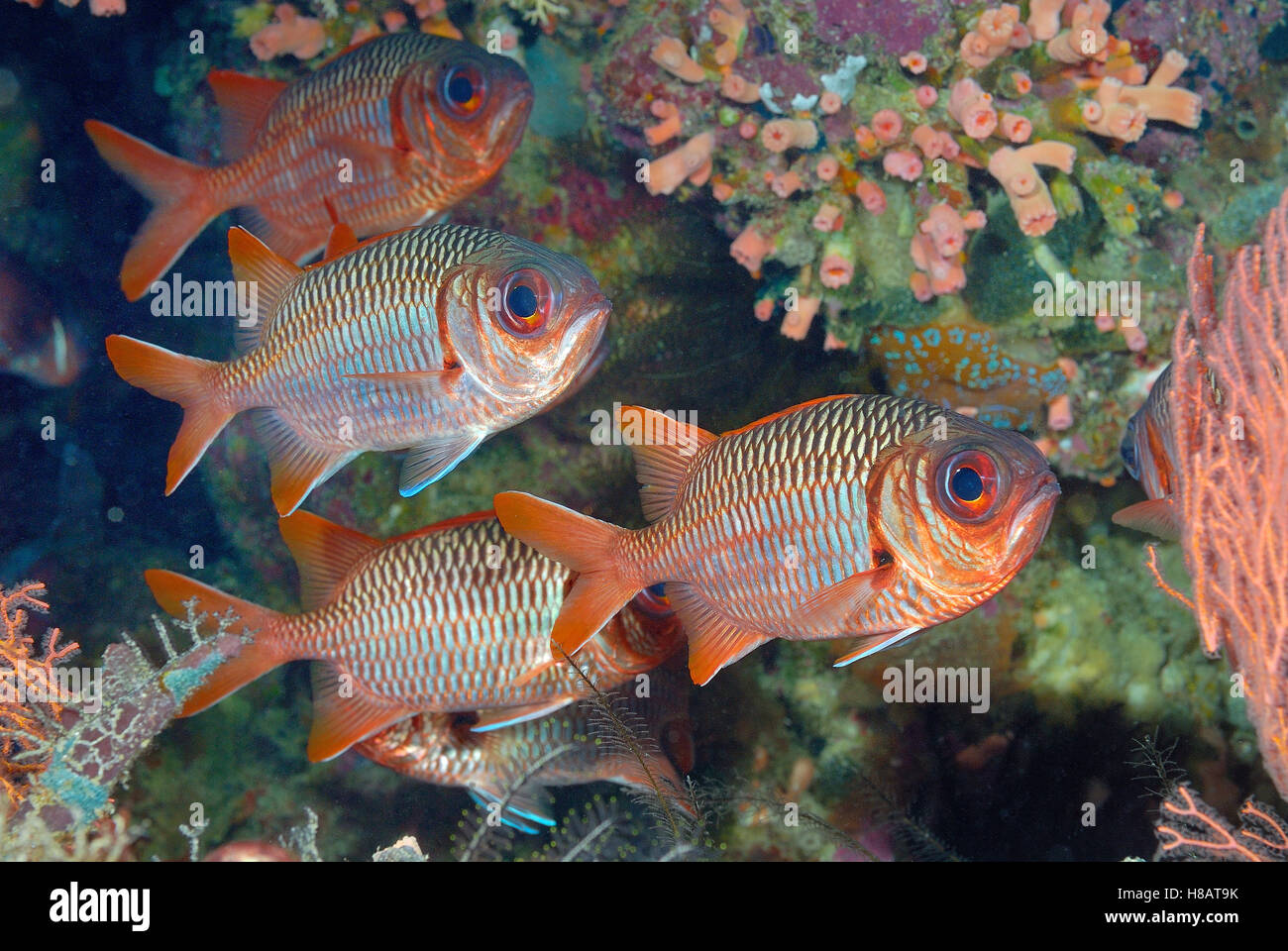 Crescent-tail Bigeye (Priacanthus hamrur) school, Indonesia Stock Photo ...