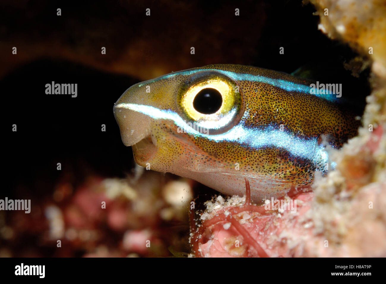 False Cleanerfish (Aspidontus taeniatus), Indonesia Stock Photo - Alamy