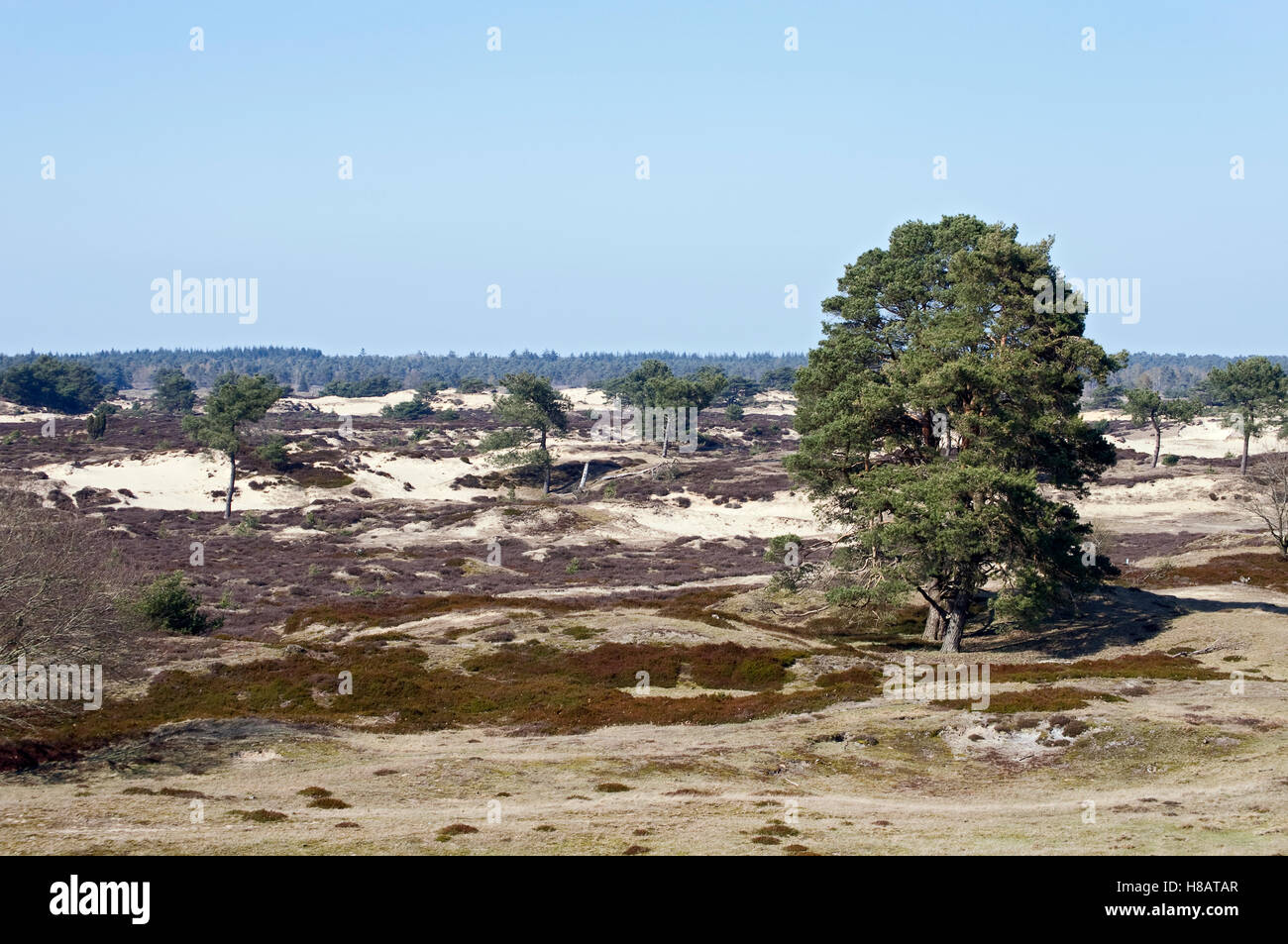 Heathland with tree, Appelscha, Friesland, Netherlands Stock Photo - Alamy