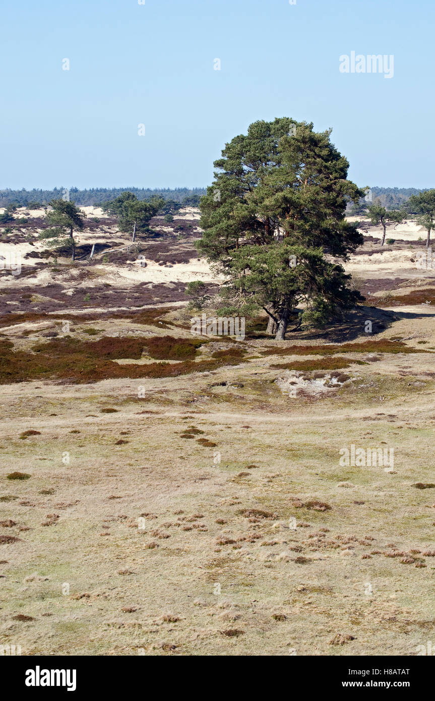 Heathland with tree, Appelscha, Friesland, Netherlands Stock Photo - Alamy