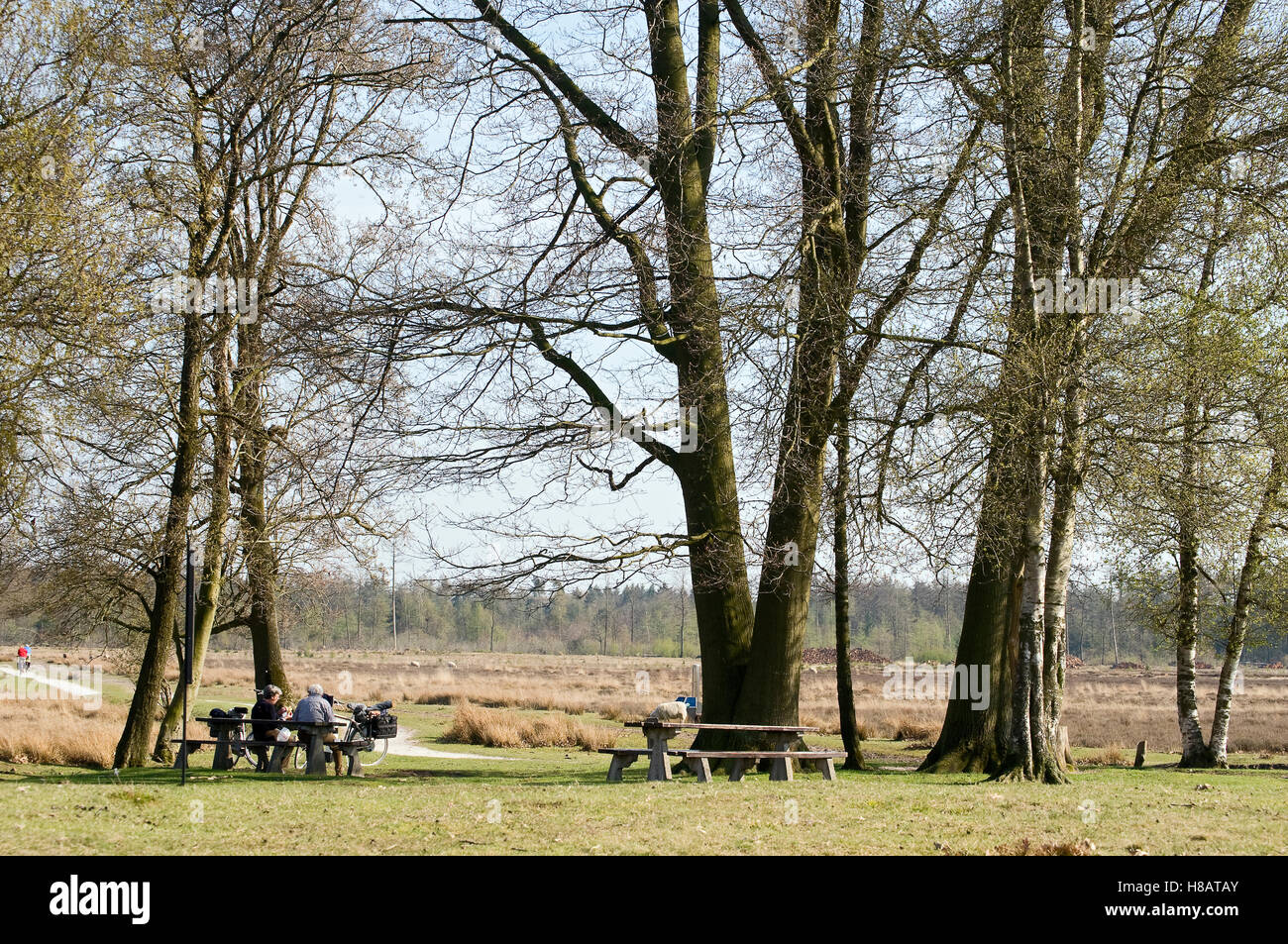 People resting under trees, Appelscha, Friesland, Netherlands Stock ...
