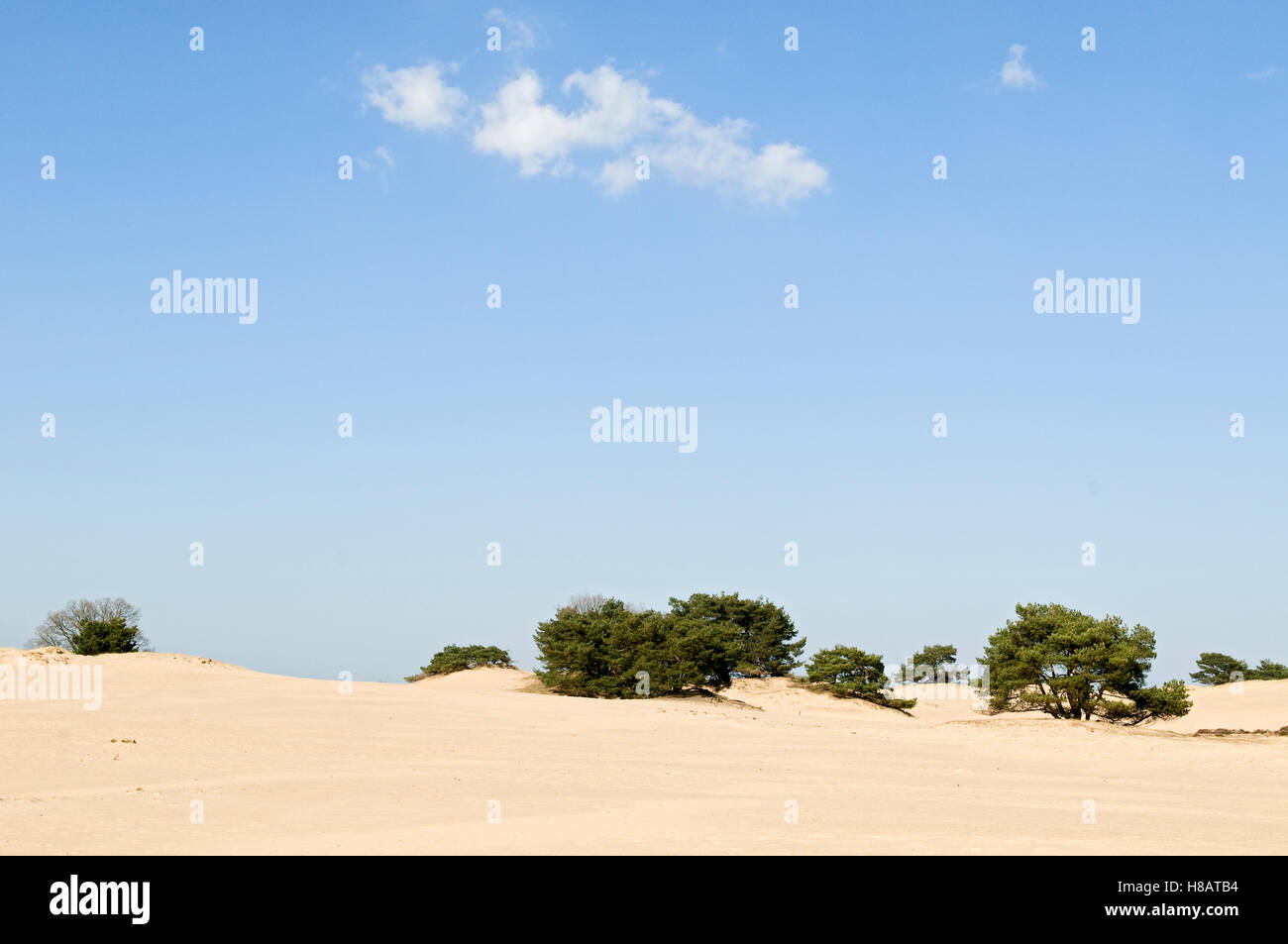 Drift sand, Appelscha, Friesland, Netherlands Stock Photo - Alamy