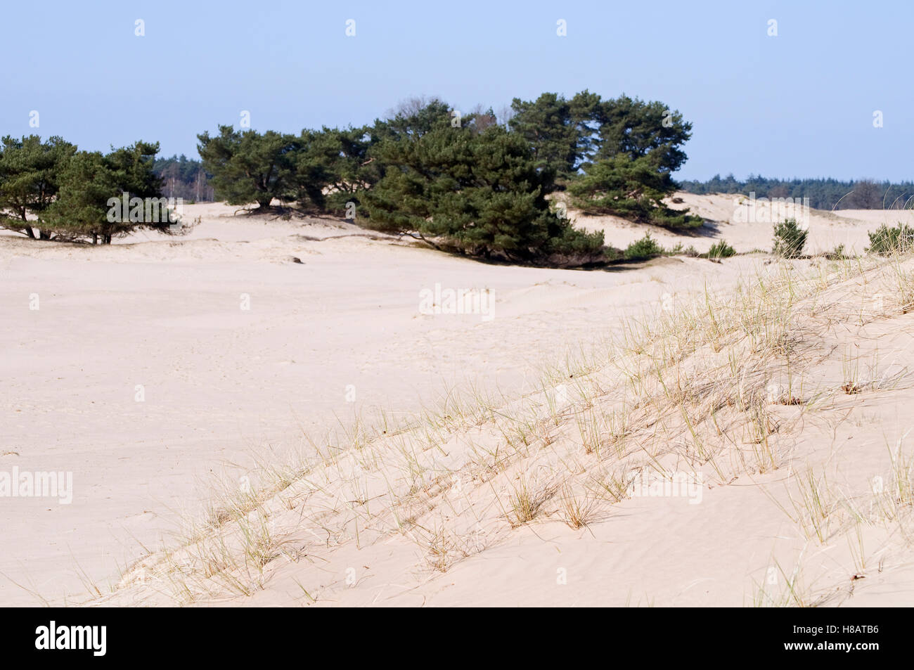 Sand dunes and pine grove, Appelscha, Friesland, Netherlands Stock ...