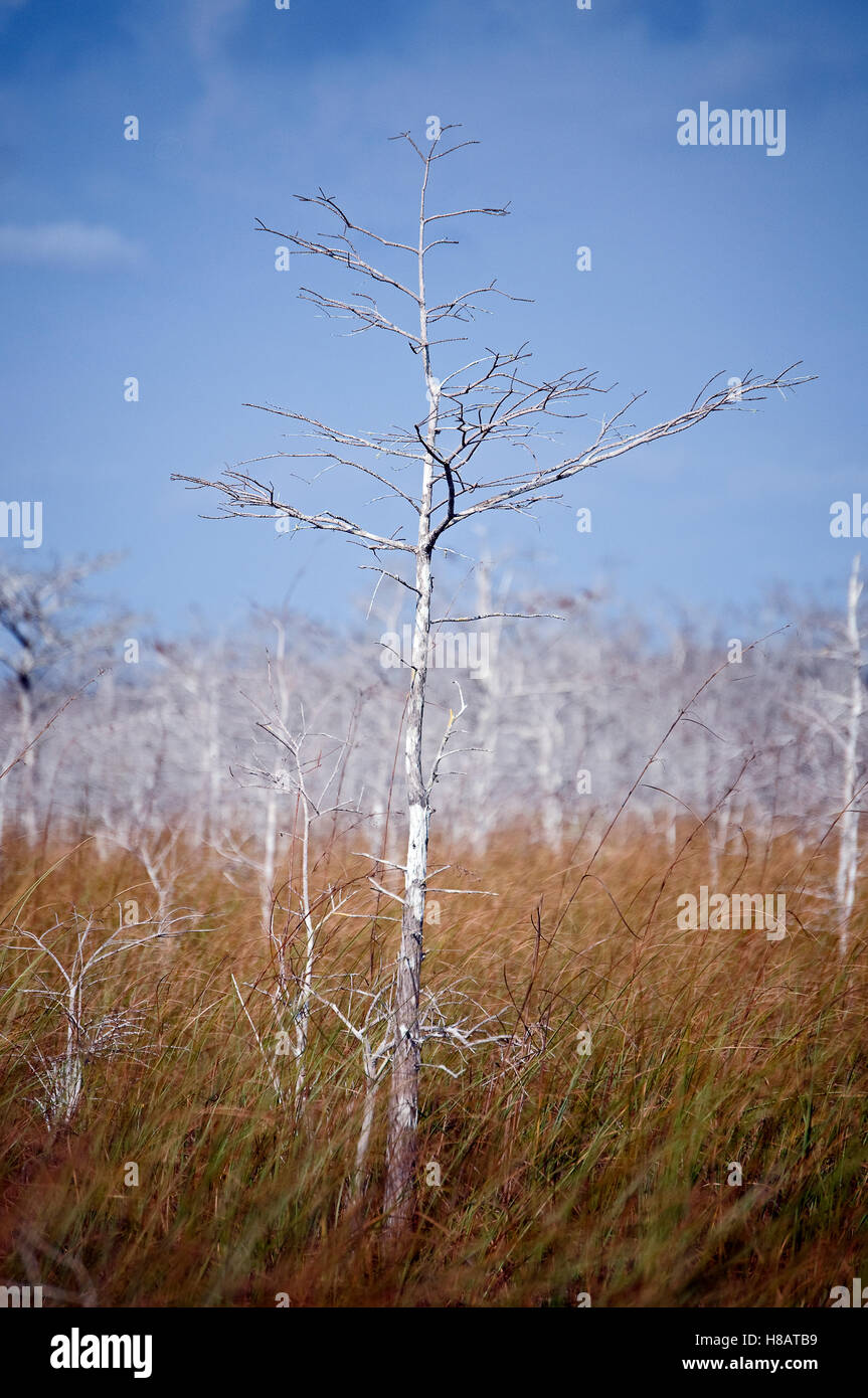 Leafless dwarf cypress tree in swamp, Everglades National Park, Florida ...