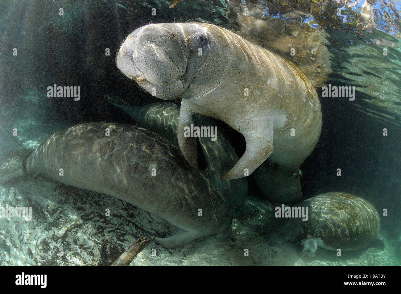 West Indian Manatee (Trichechus manatus) group, Florida Stock Photo - Alamy