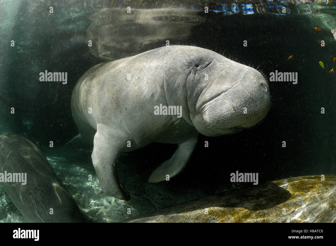 West Indian Manatee (Trichechus manatus), Florida Stock Photo - Alamy