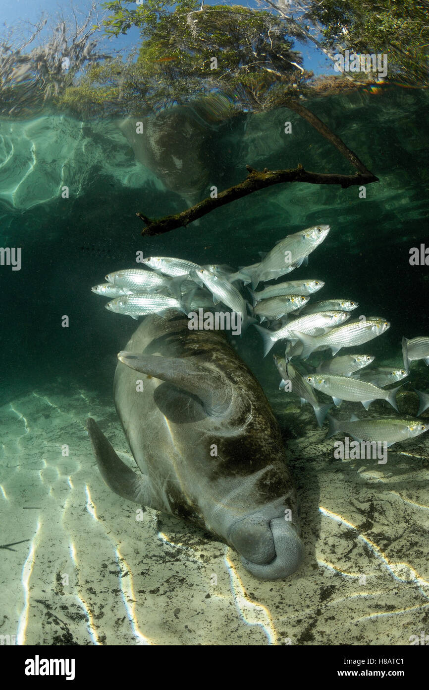 West Indian Manatee (Trichechus manatus) rolling on seafloor near ...