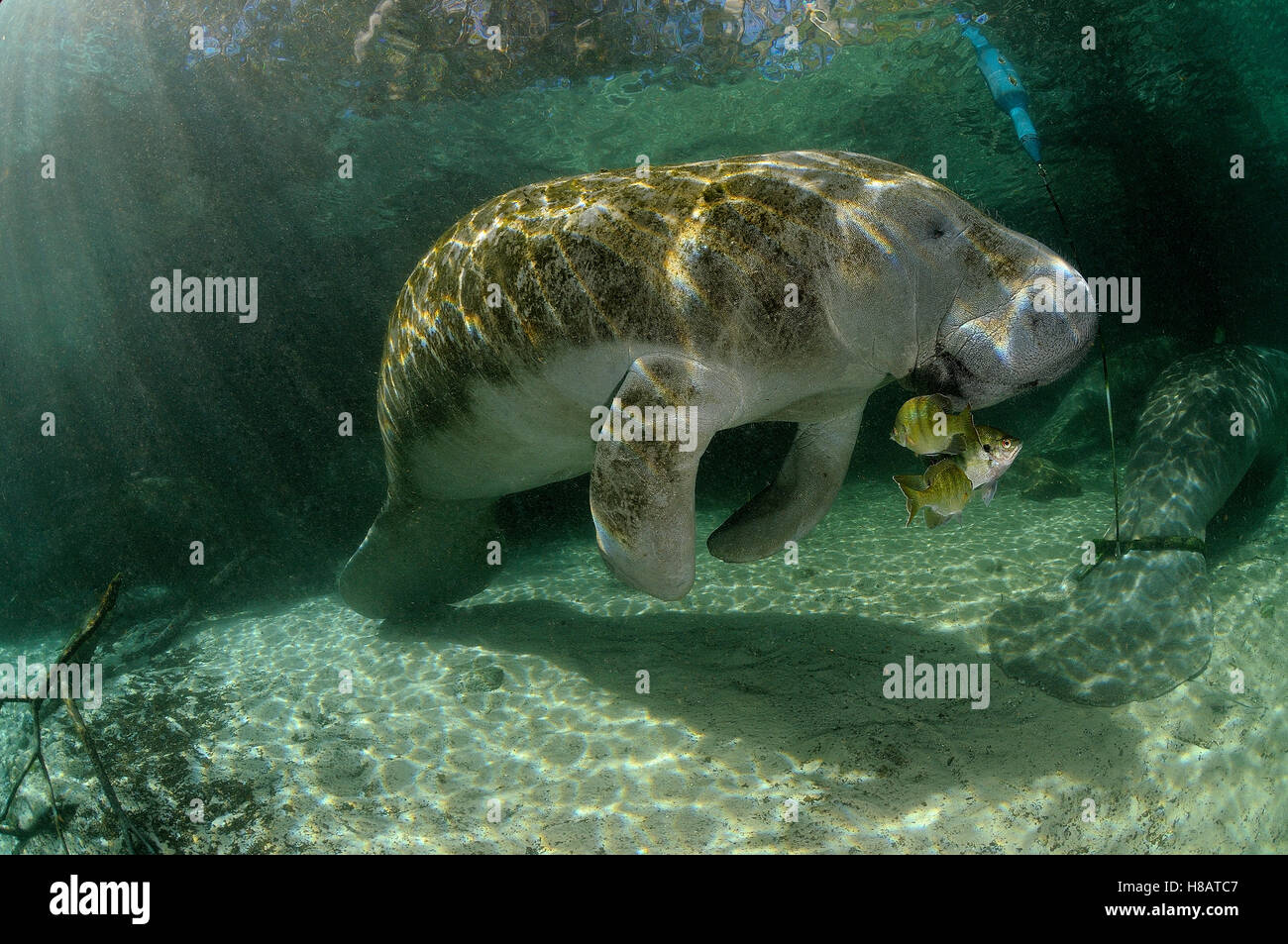 West Indian Manatee (Trichechus manatus), Florida Stock Photo - Alamy