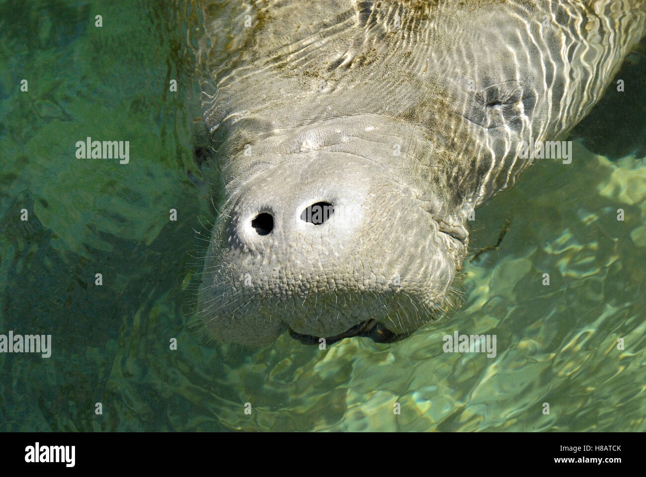 West Indian Manatee (Trichechus manatus) nostrils breathing at surface ...