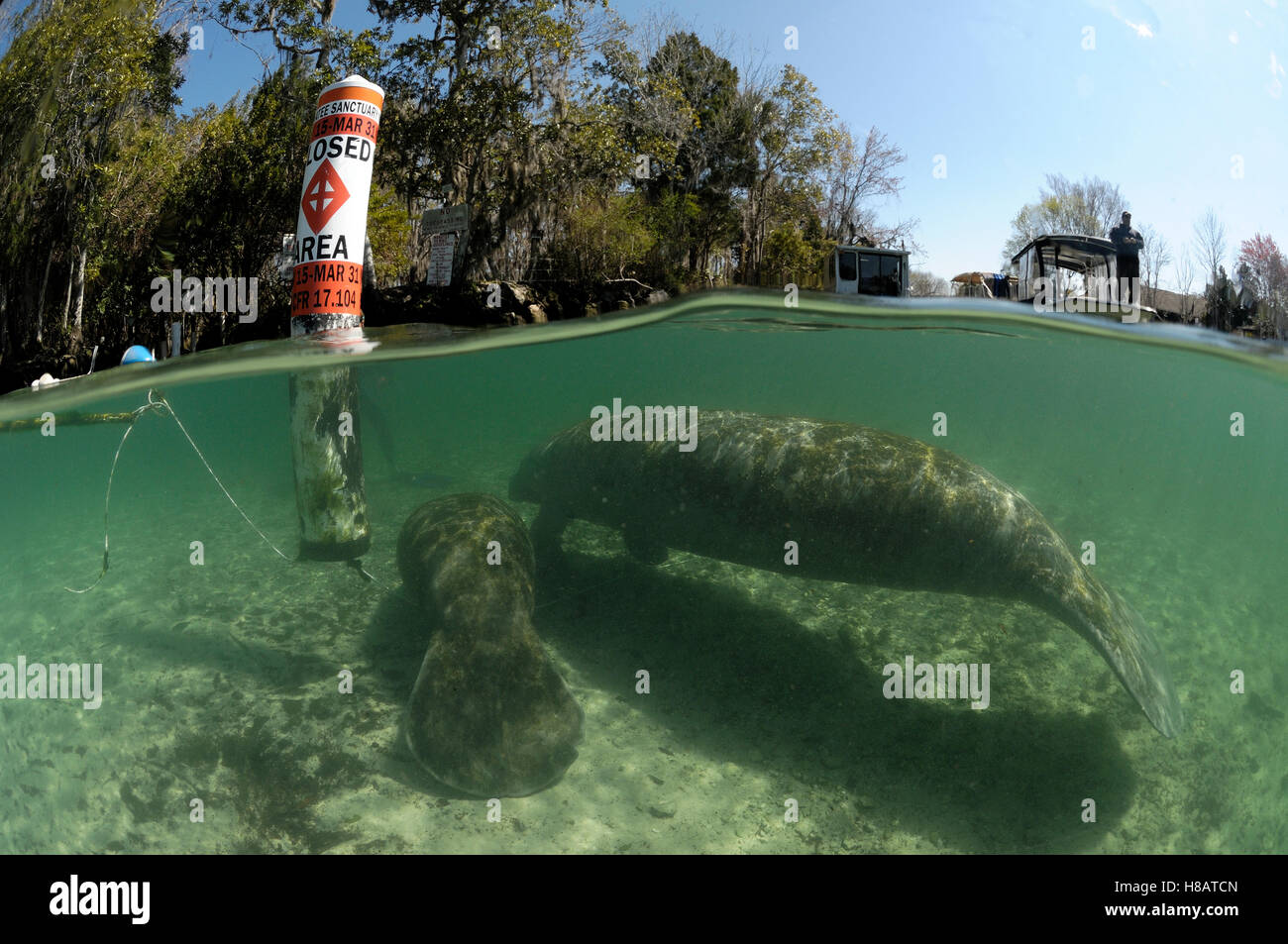 West Indian Manatee (Trichechus manatus) pair near sign designating ...