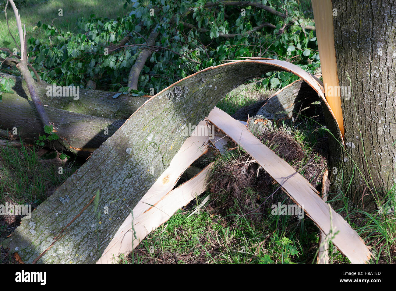 weathered wood broken Stock Photo - Alamy