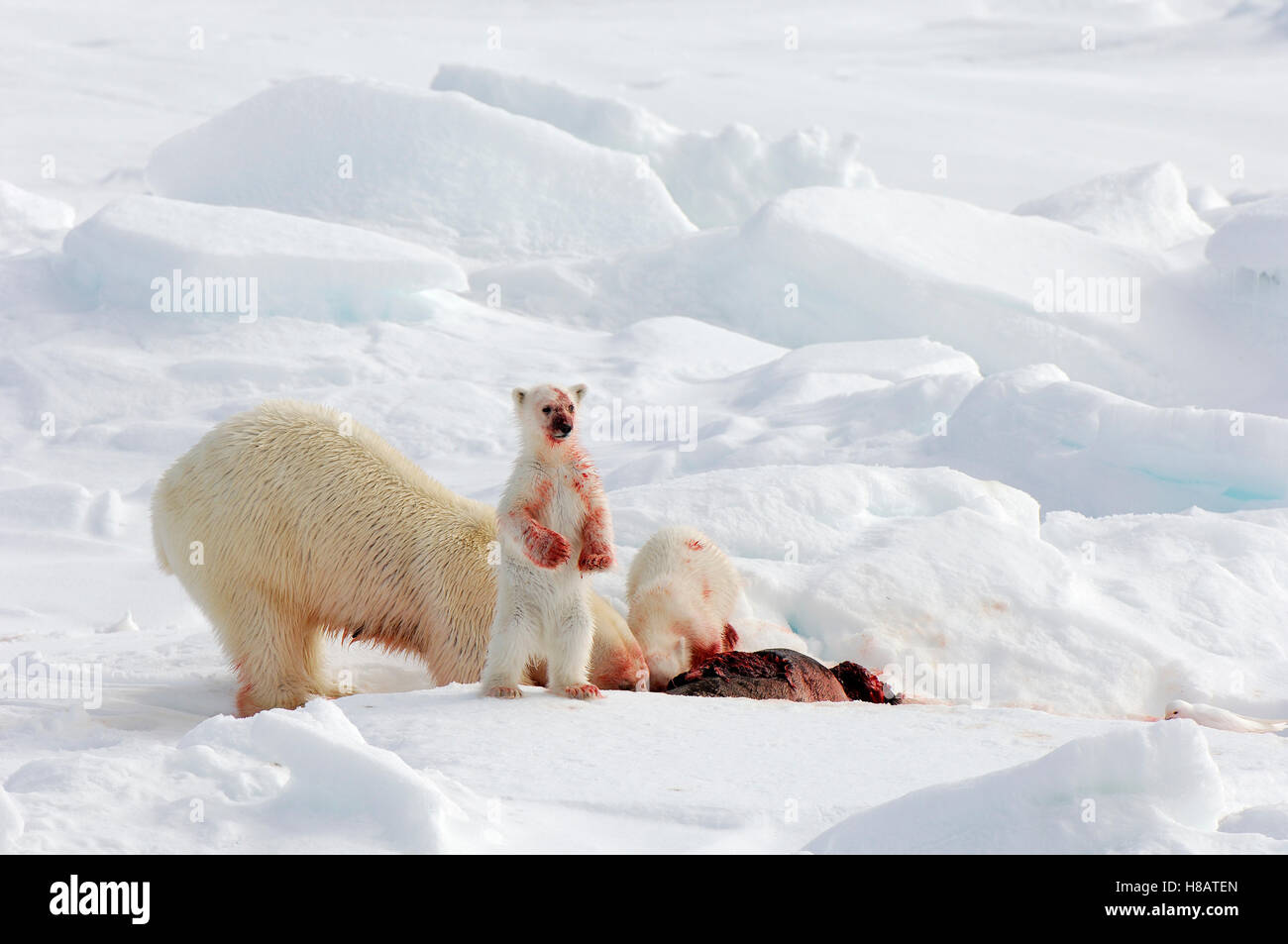 Polar Bear (Ursus maritimus) with cubs covered in blood from seal prey ...