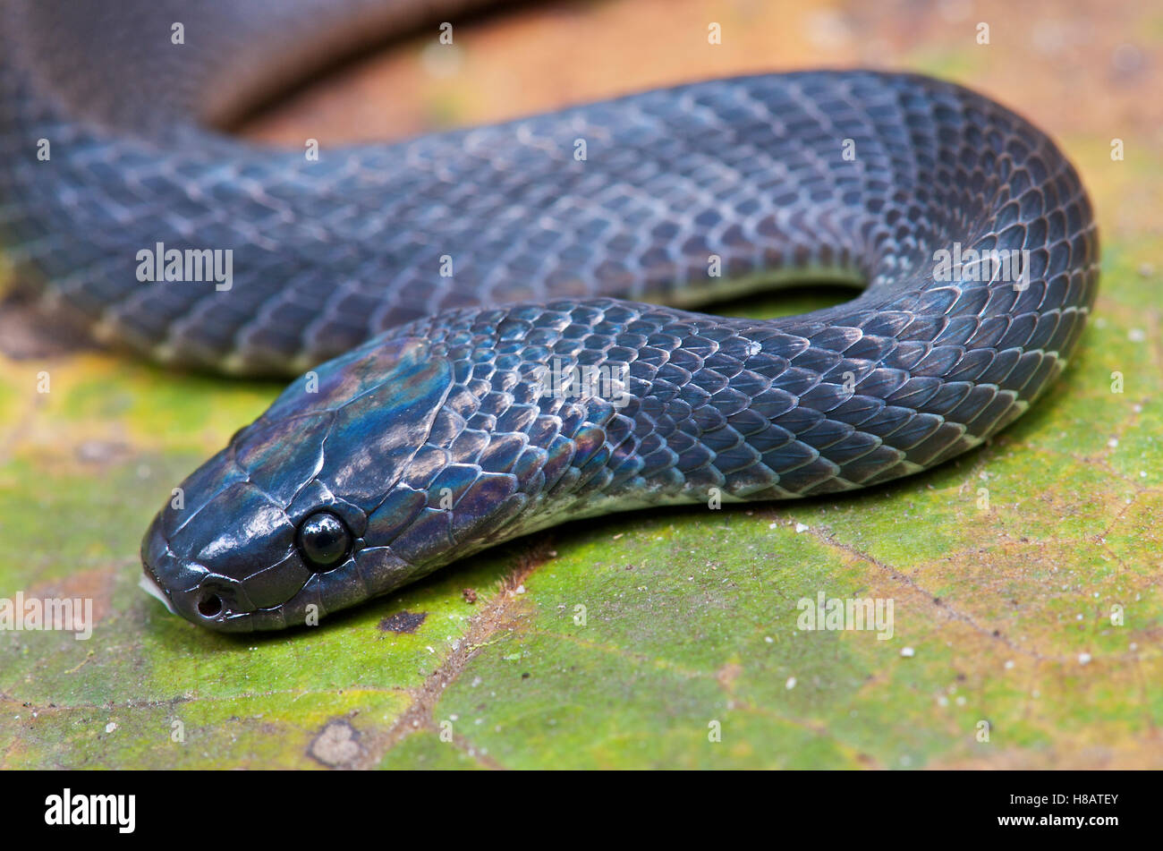 Hallowell's Coffee Snake (Ninia atrata) on the west slope of the Andes ...