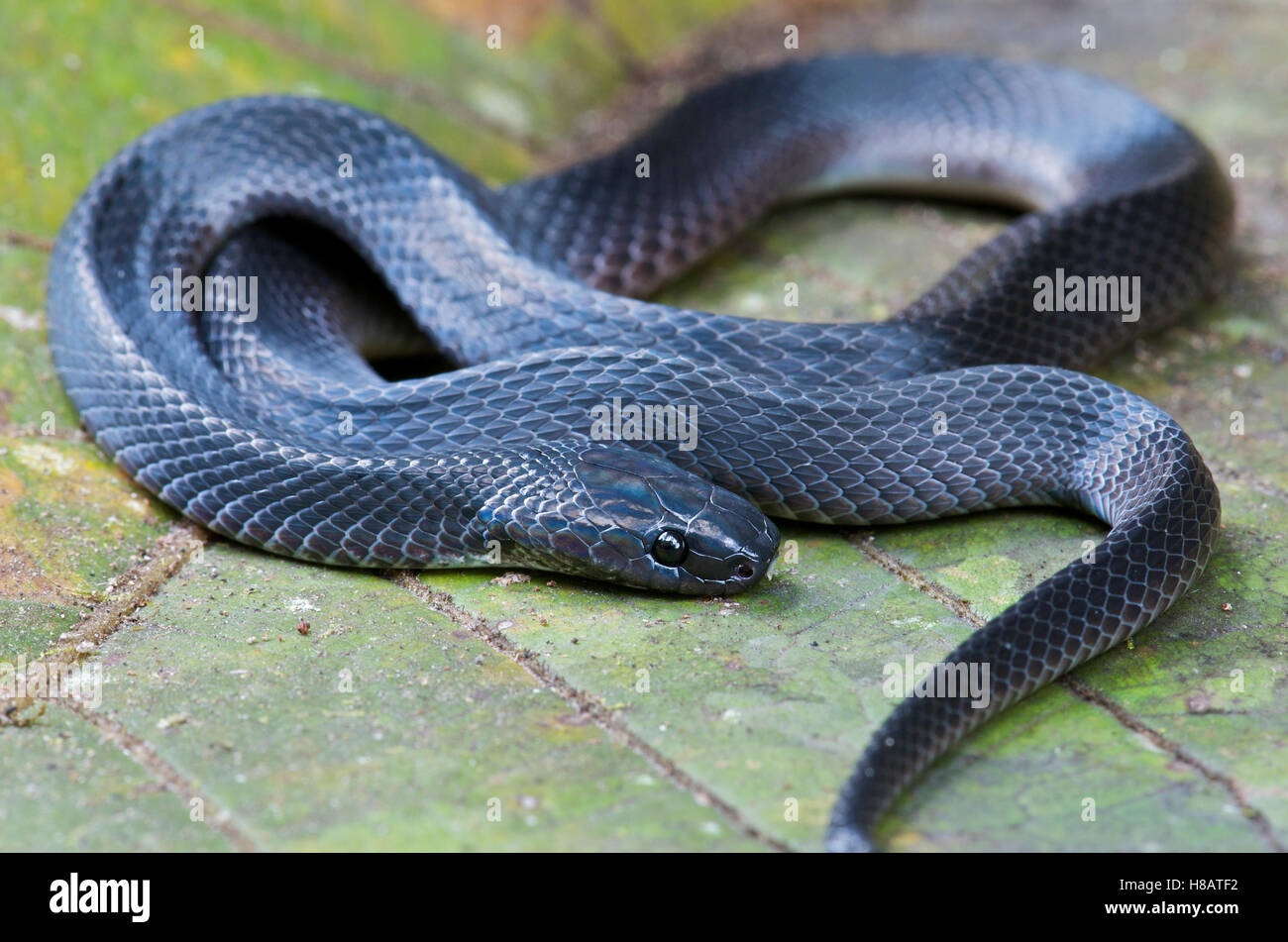 Hallowell's Coffee Snake (Ninia atrata), Andes, Mindo, Pichincha ...
