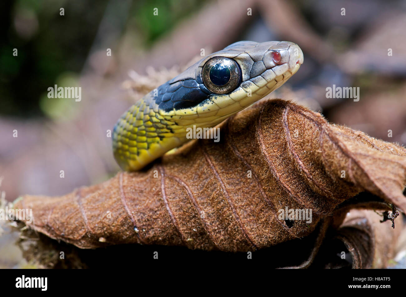 Black-naped Forest Racer (Dendrophidion nuchale), Mindo, Pichincha ...