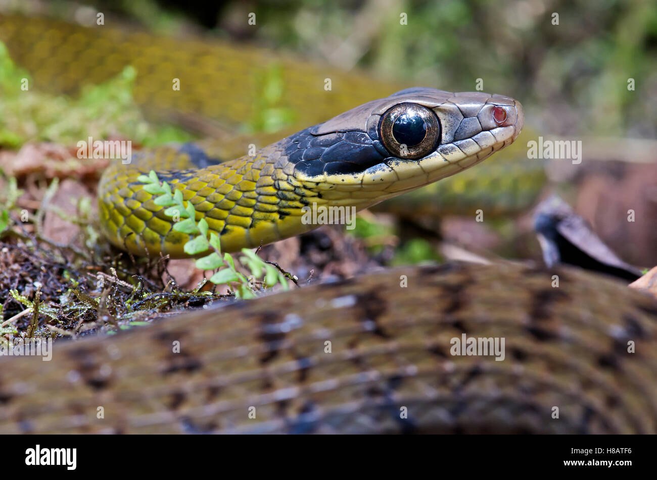 Black-naped Forest Racer (Dendrophidion nuchale), Mindo, Pichincha ...