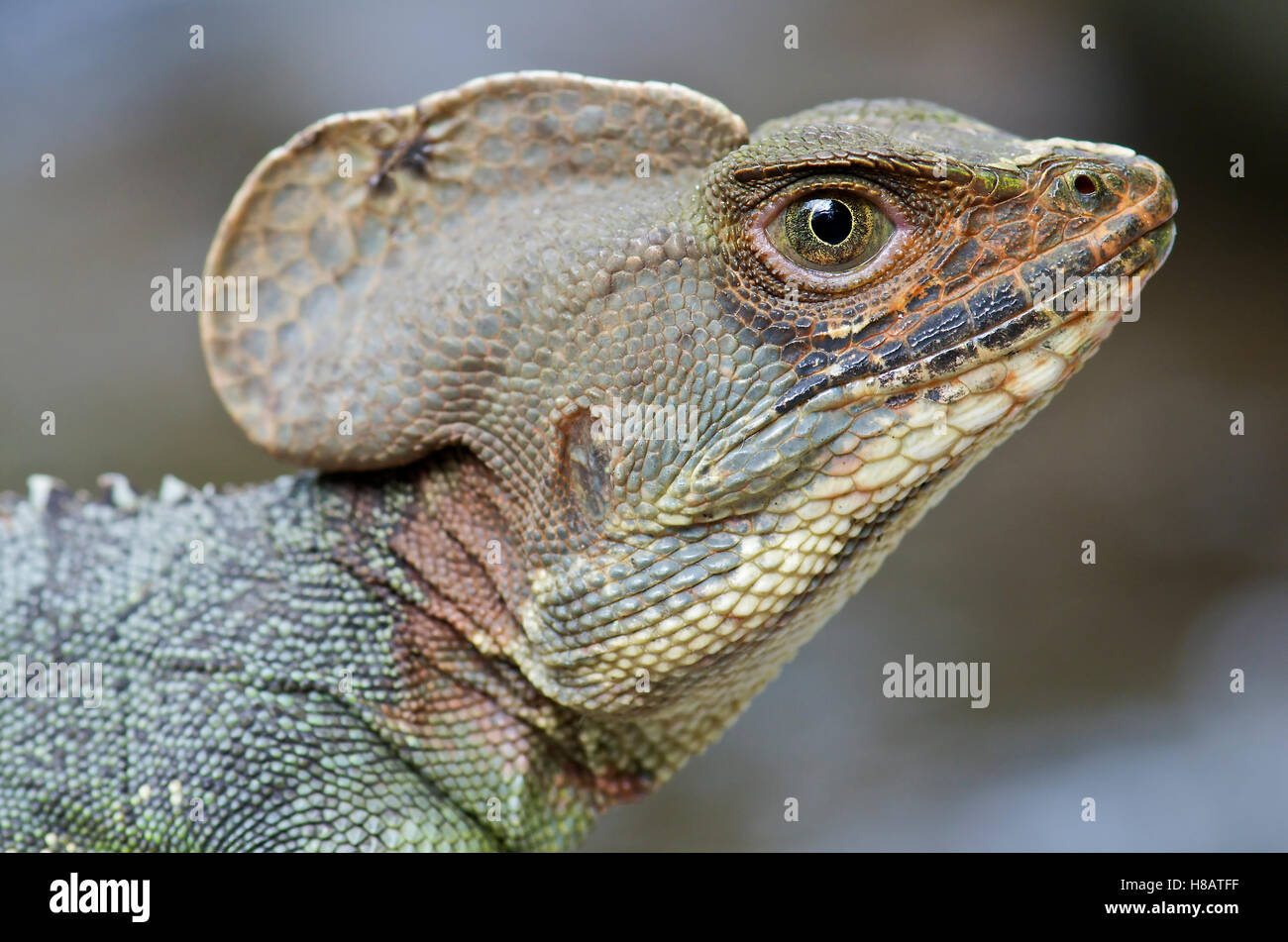 Western Basilisk (Basiliscus galeritus) male, Mindo, Pichincha, Ecuador ...