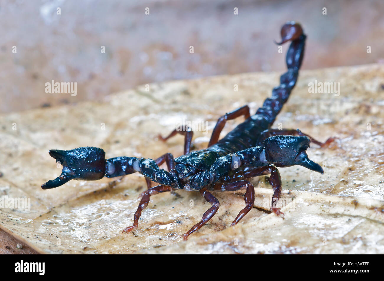 Scorpion (Teuthraustes sp) in defensive posture, Mindo, Pichincha ...