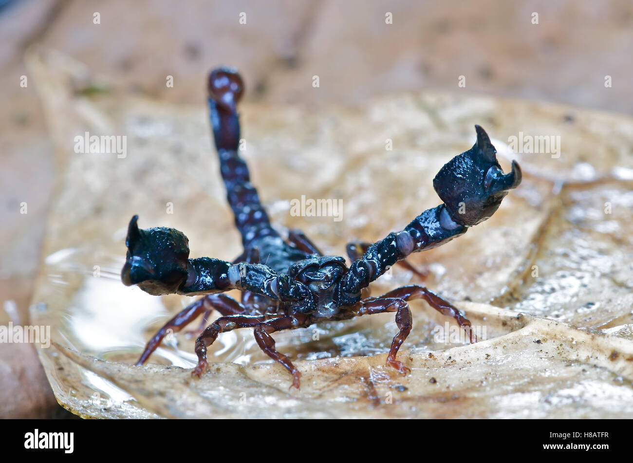Scorpion (Teuthraustes sp) in defensive posture, Mindo, Pichincha ...