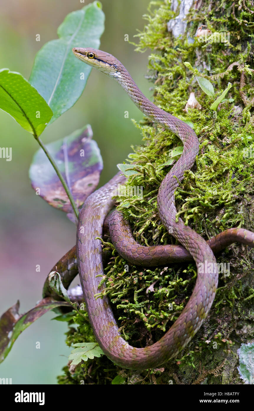 Copper Parrot Snake (Leptophis cupreus), Mindo, Pichincha, Ecuador ...