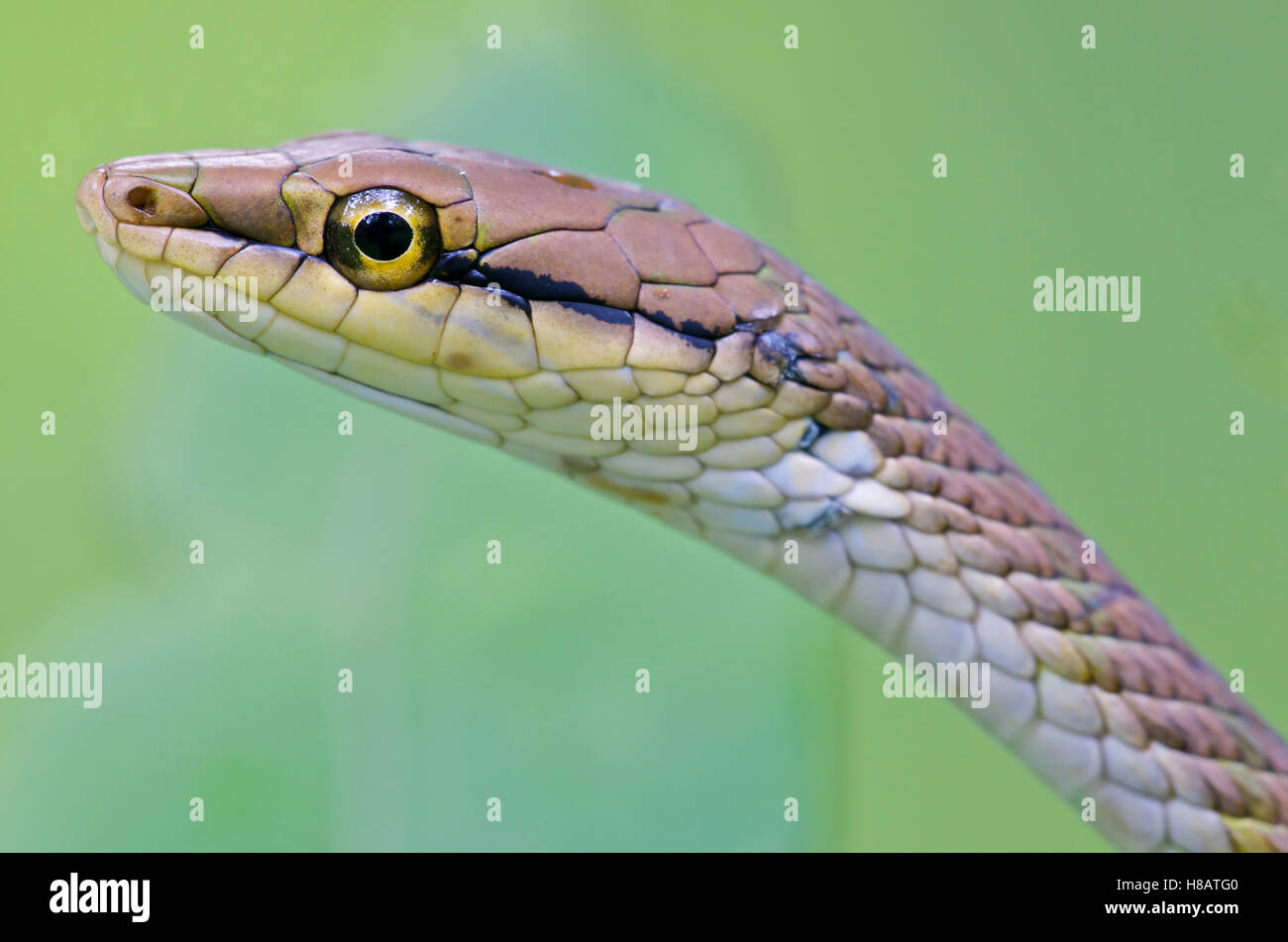 Copper Parrot Snake (Leptophis cupreus) a rare highly arboreal species ...