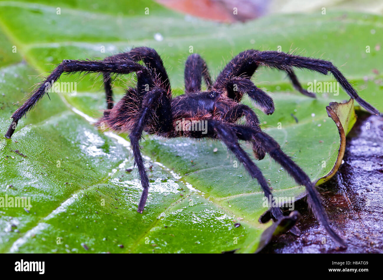 Tarantula (Theraphosidae) crawling over leaf litter, Mindo, Pichincha ...