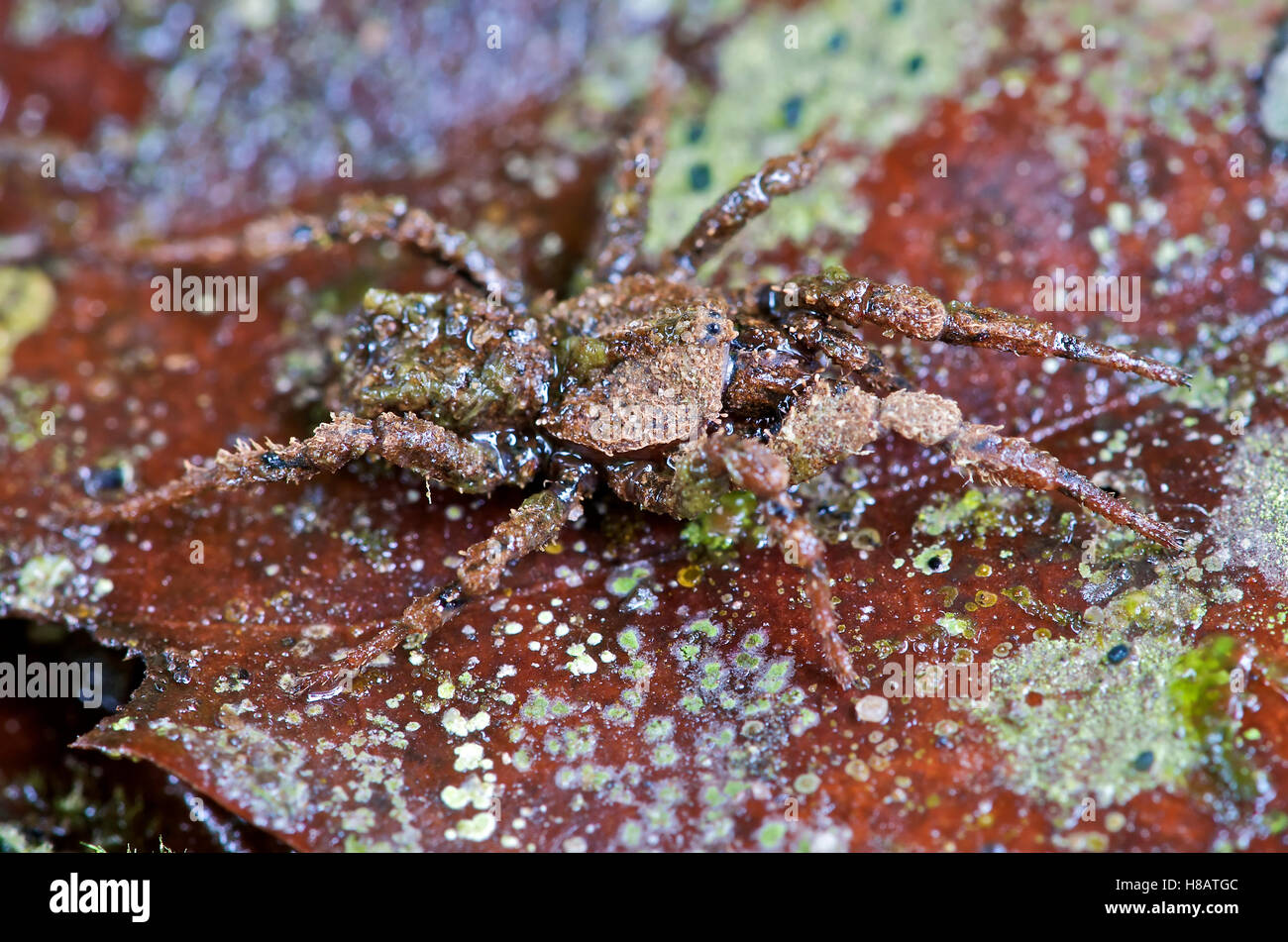 Bald-legged Spider (Paratropis sp) wearing a concealing cloak of dirt ...