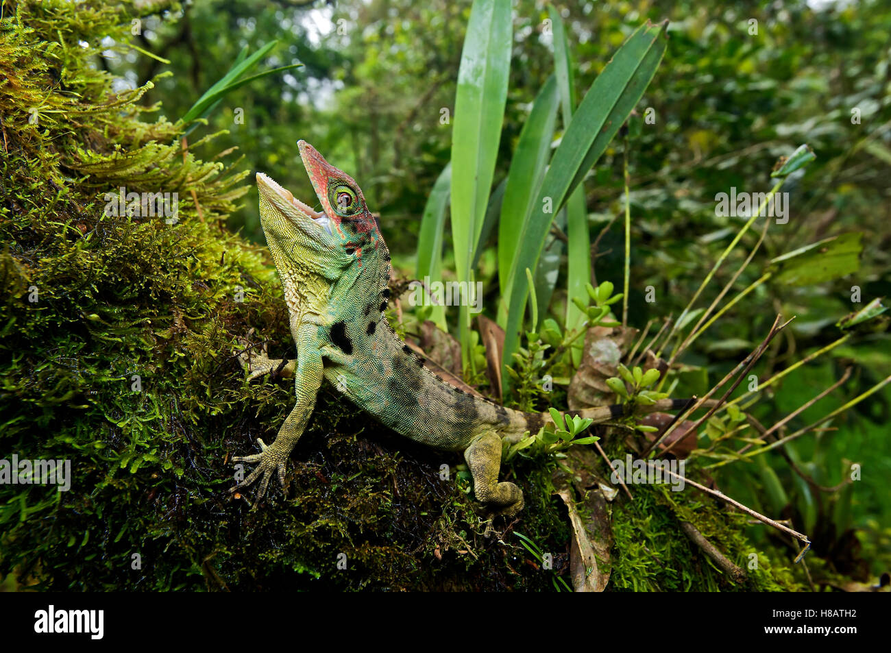 Fraser's Anole (Anolis fraseri) male in threat display, Mindo ...