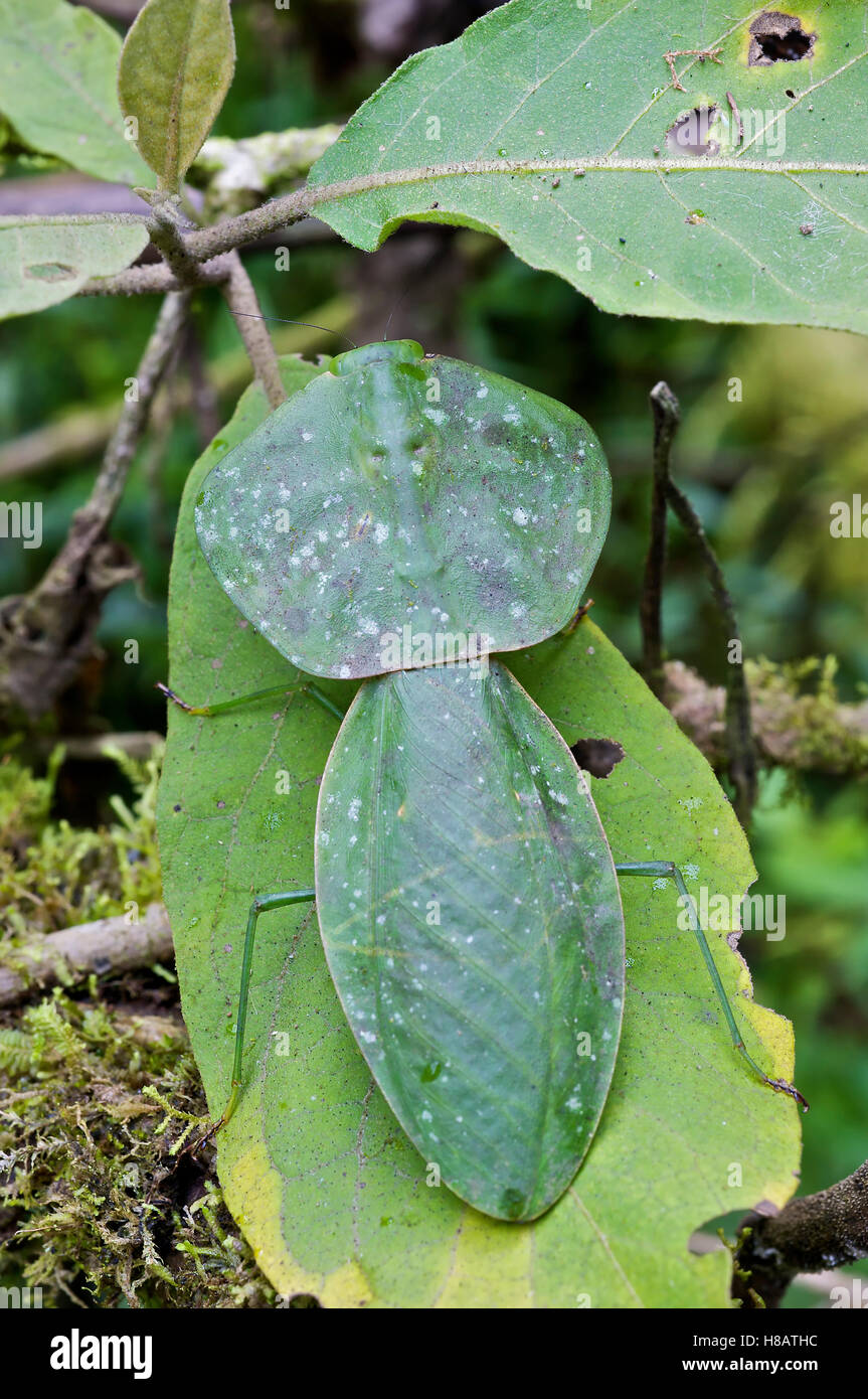 Praying Mantis (Choeradodis sp) camouflaged against leaves, Mindo ...