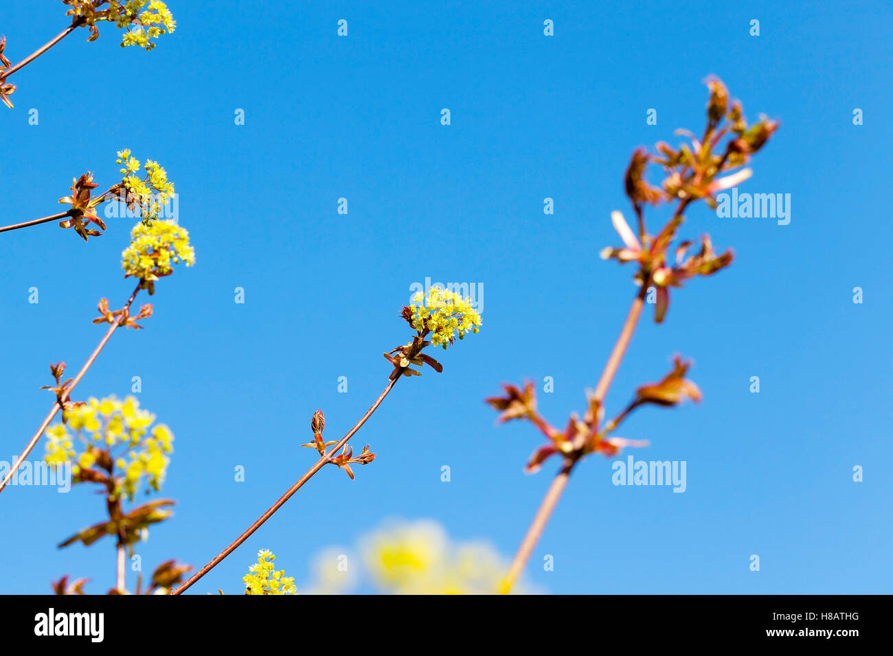 flowering maple tree Stock Photo - Alamy