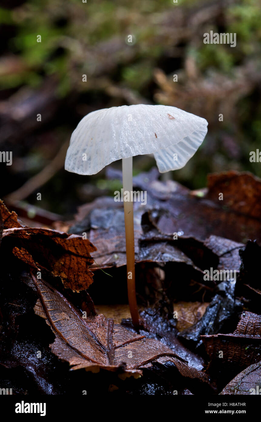 Marasmius (Marasmius sp) mushroom, growing, Mindo, Pichincha, Ecuador ...