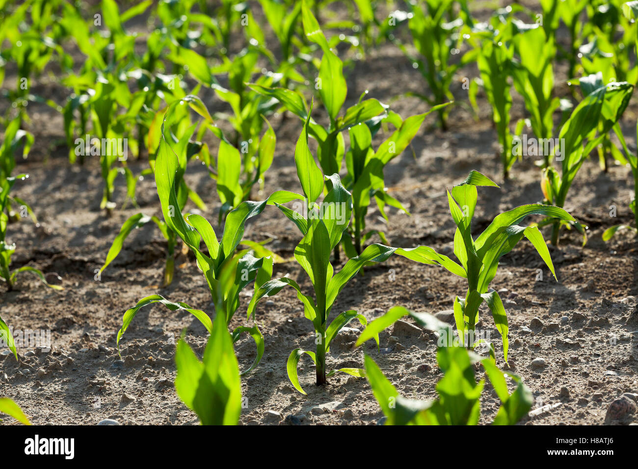Field with corn Stock Photo - Alamy