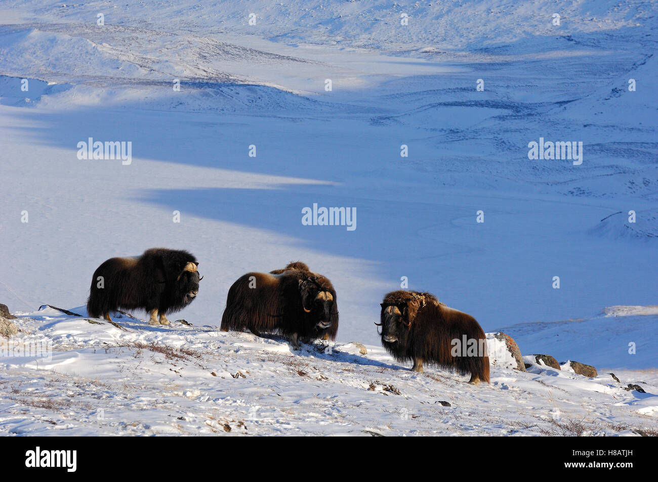 Muskox (Ovibos moschatus) group in landscape, Kangerlussuaq, Sondre ...