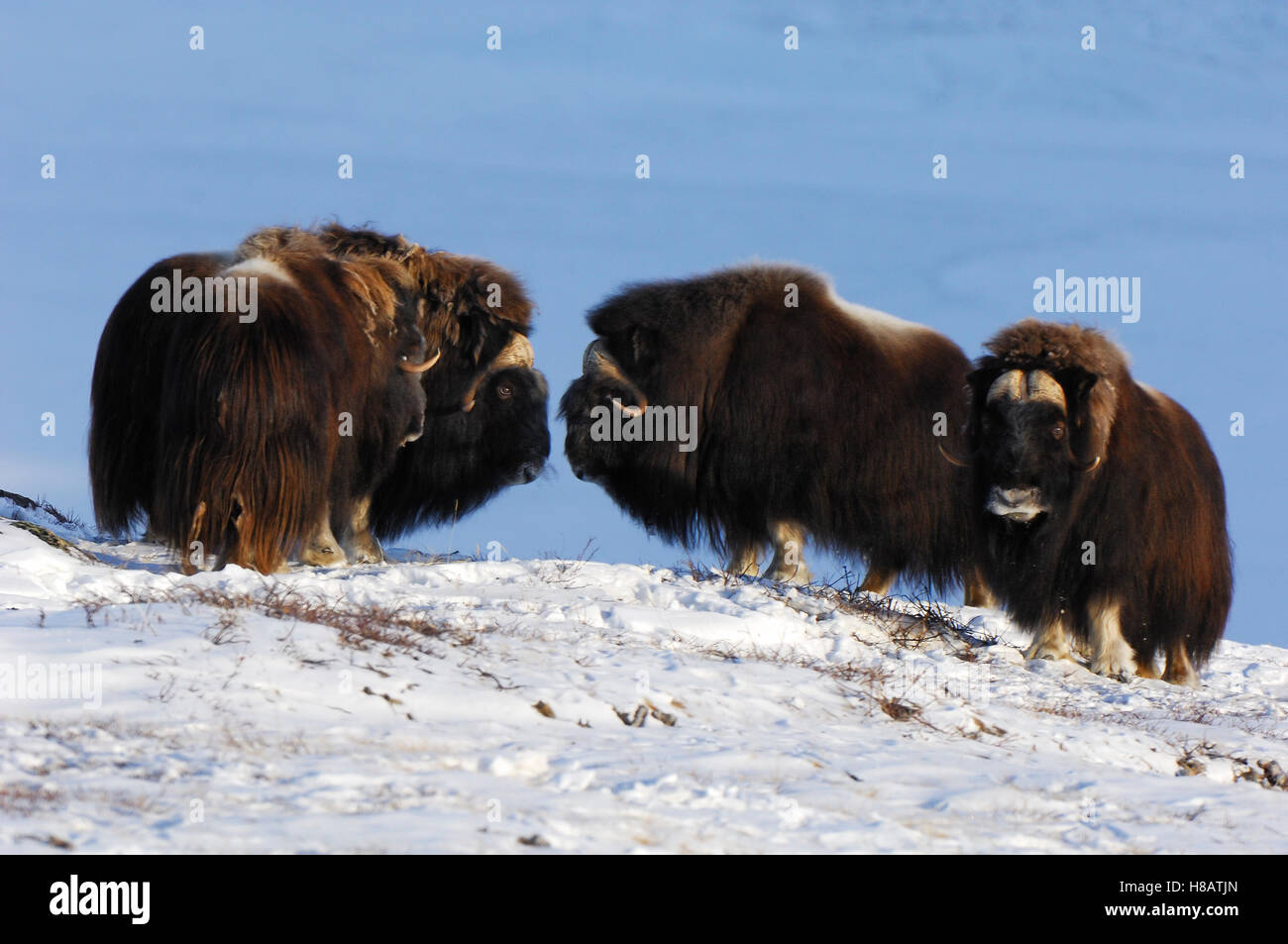 Muskox (Ovibos moschatus) group in the snow, Kangerlusuaq, Sondrestrom ...