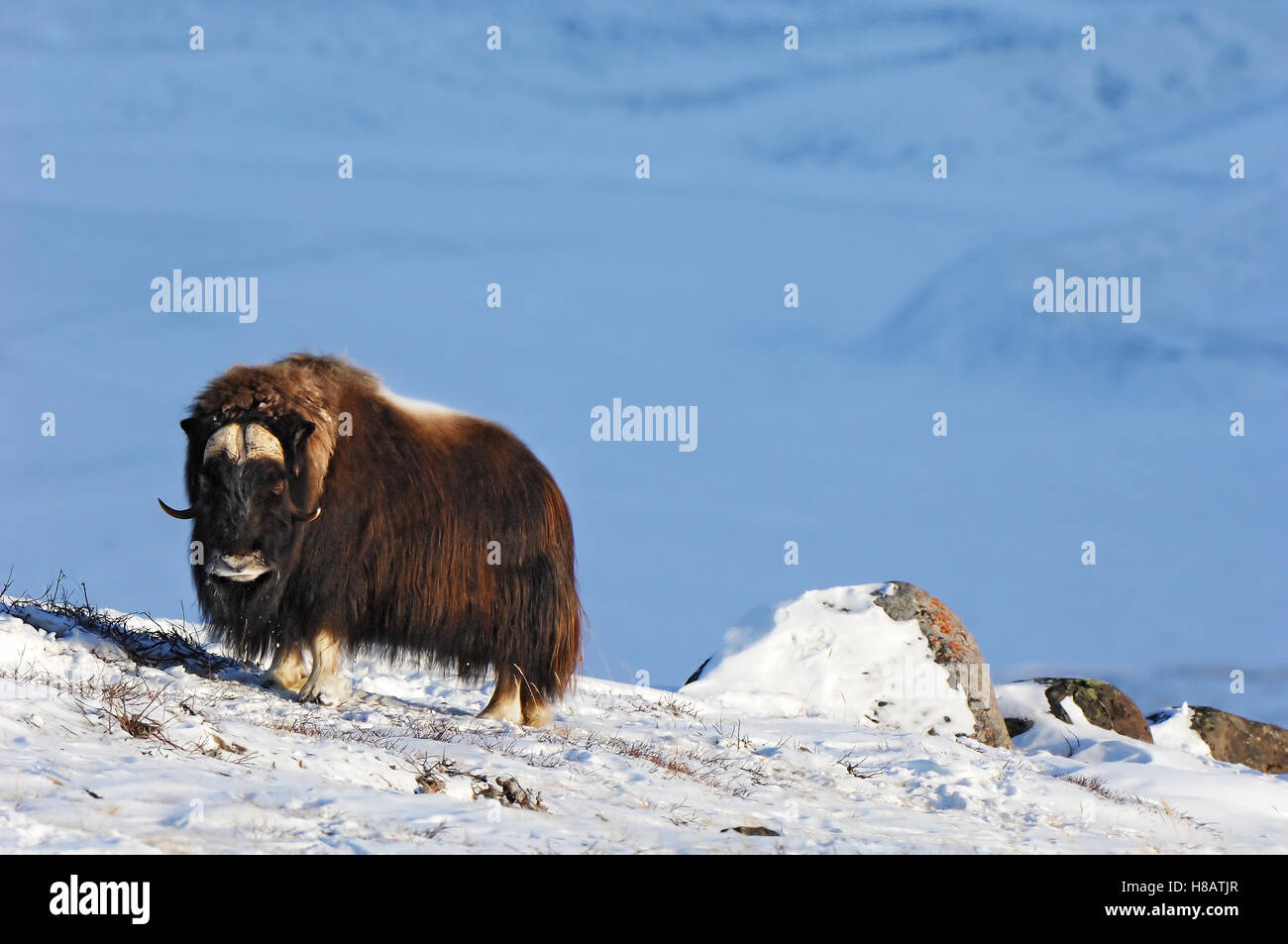 Muskox (Ovibos moschatus) in snow, Kangerlusuaq, Sondrestrom ...