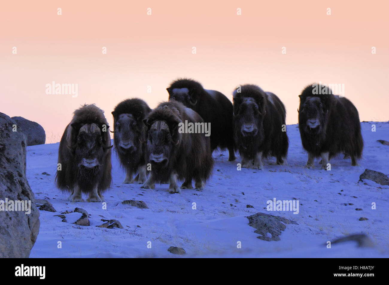 Muskox (Ovibos moschatus) group in snow, Kangerlusuaq, Sondrestrom ...