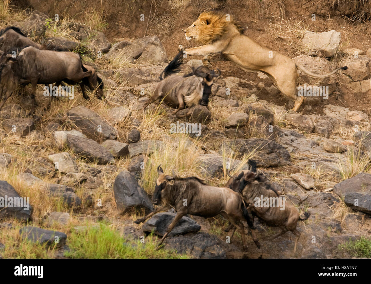African Lion (Panthera leo) hunting Blue Wildebeest (Connochaetes ...