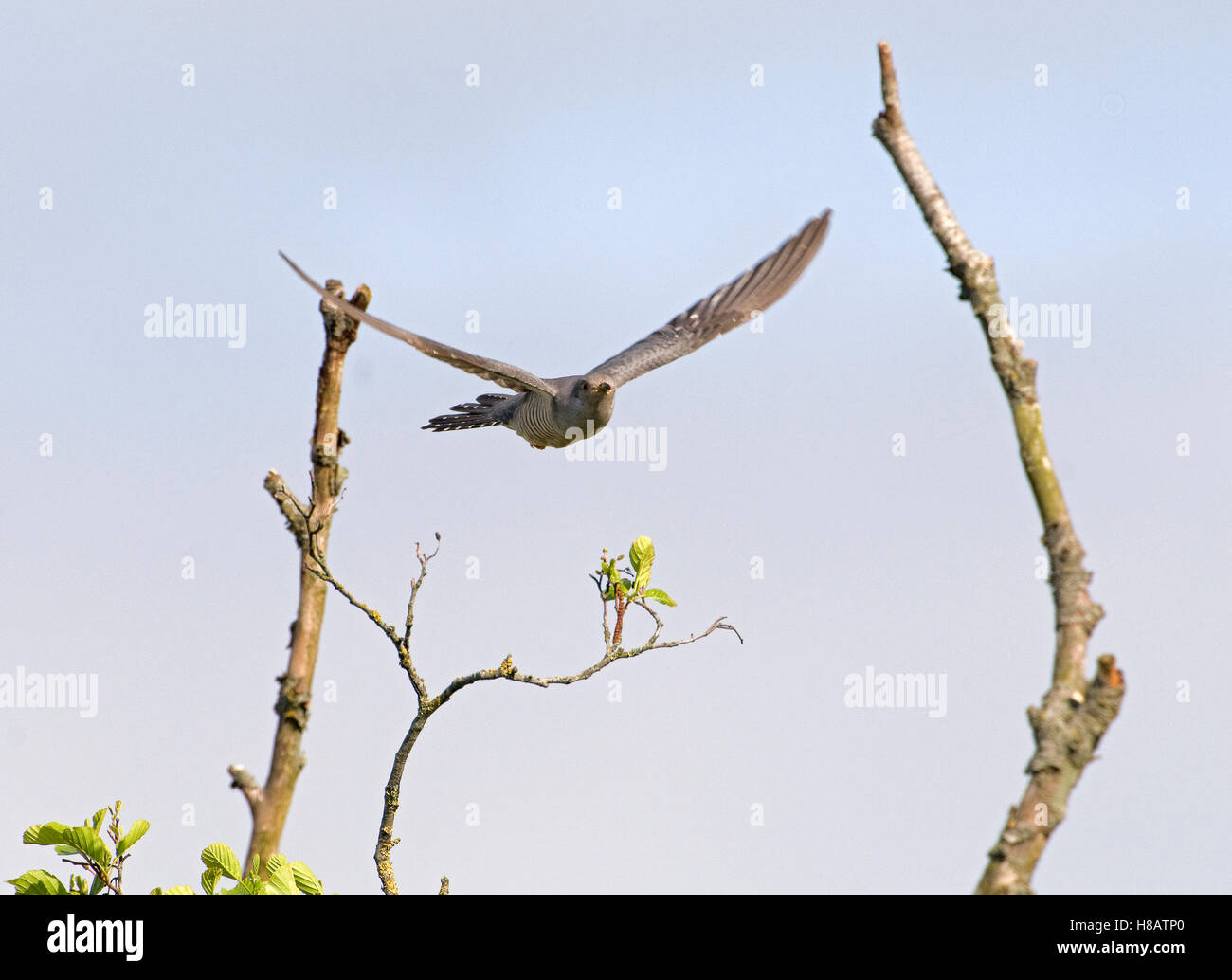 Common Cuckoo (Cuculus canorus) male flying, Lutjegast, Groningen ...