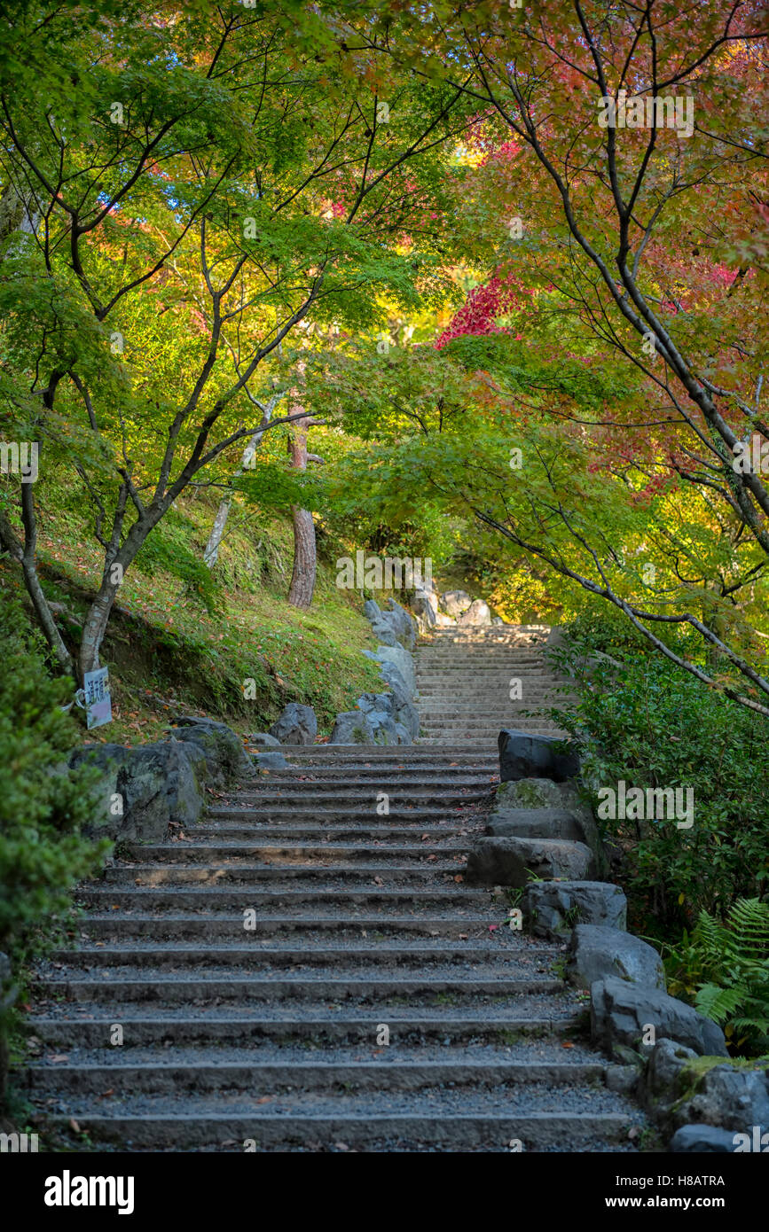 Kodai flowers hi-res stock photography and images - Alamy