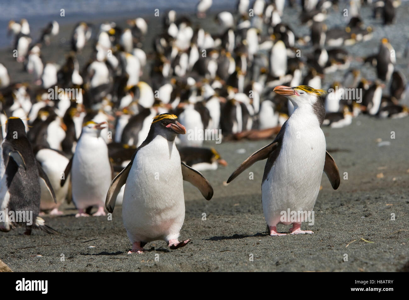 Macaroni Penguin (Eudyptes chrysolophus) standing in Royal Penguin ...