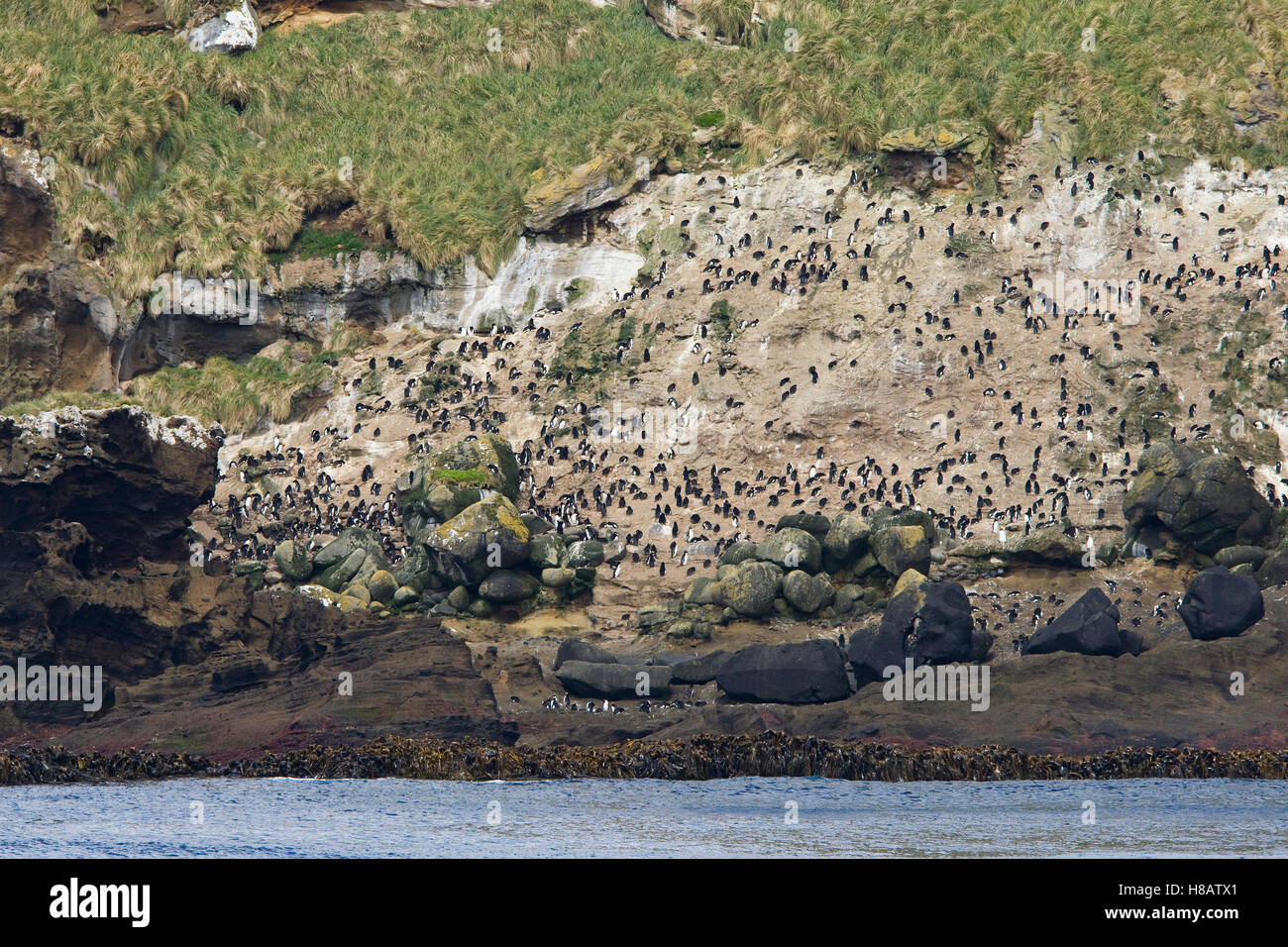 Erect-crested Penguin (Eudyptes sclateri) colony, Bounty Islands, New ...