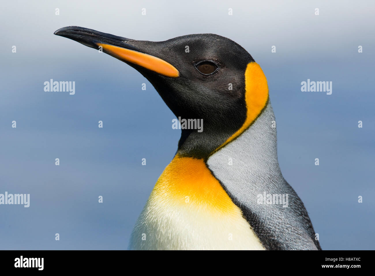 King Penguin (Aptenodytes patagonicus) portrait, Macquarie Island ...